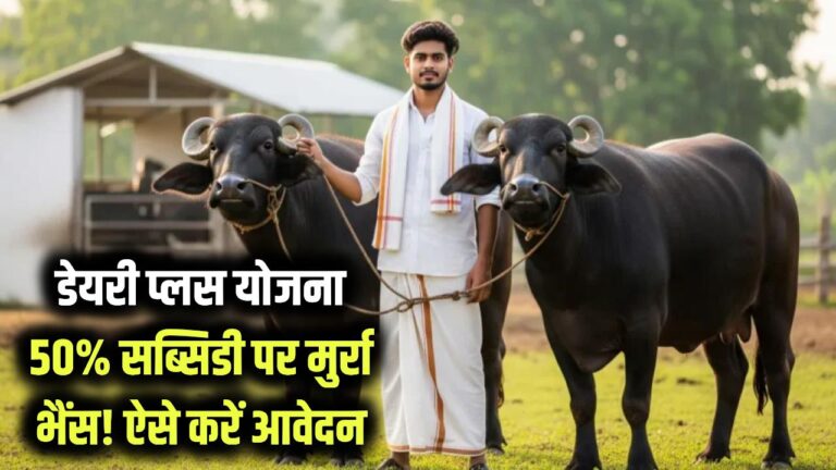 Dairy Plus Scheme: 50% सब्सिडी पर पाएं मुर्रा भैंस! मुख्यमंत्री डेयरी ...